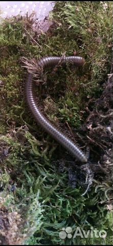 Оливковые кивсяки 15 см