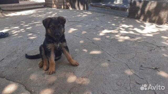 Продам щенка немецкой овчарки