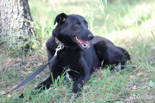 Чёрная собака из приюта в дар