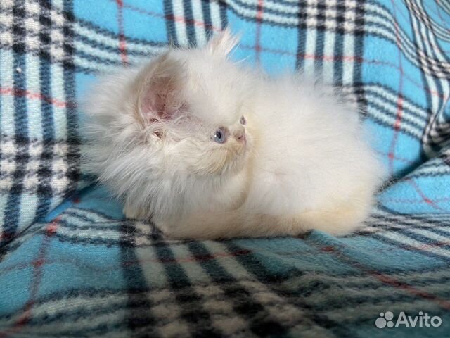 Персидские котята