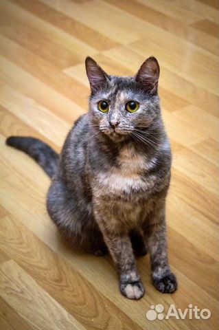 Кошка-невидимка Веста ищет дом