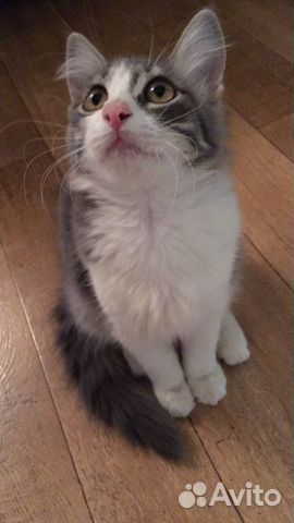 Марусечка ищет дом