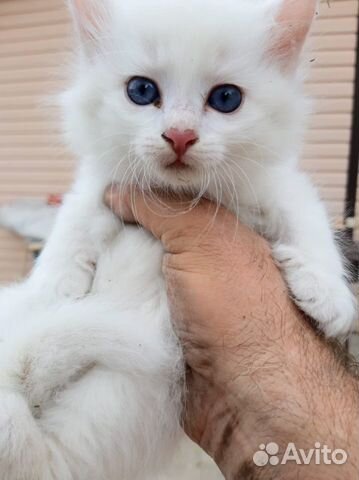 Кошка и ее котенок в добрые руки