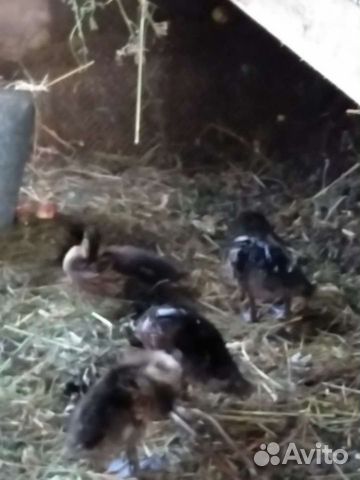 Утята дикие