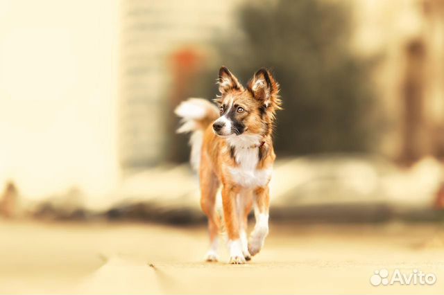 Рыжая красотка