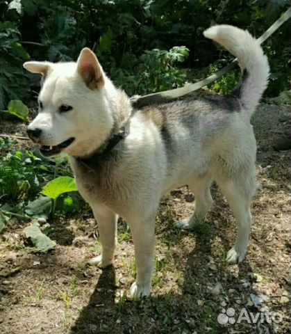 Красавец Патрик