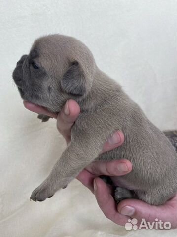 Голубо-палевое чудо