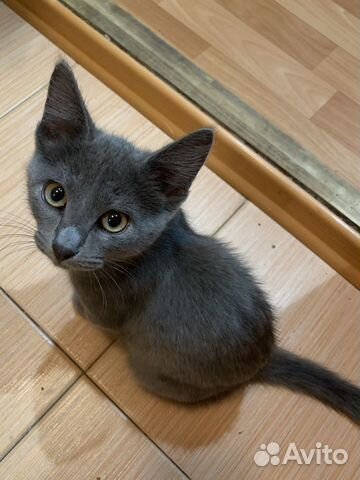 Кошечка, дымчатая в добрые руки