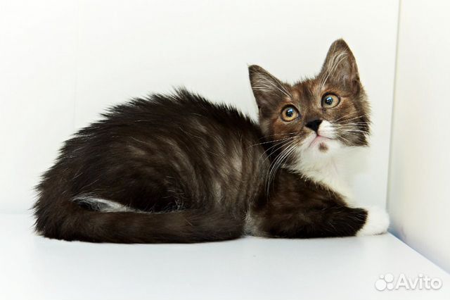 Котёнок Мурзик в добрые руки