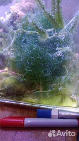 Водоросли- хетаморфа, каулерпа