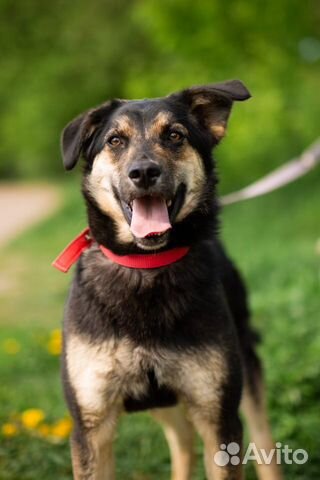 Небольшого размера песик мечтает о доме