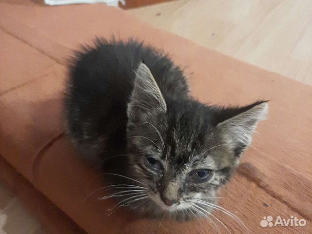Кошки шотландцы вислоухие бесплатно