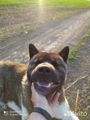 Собака