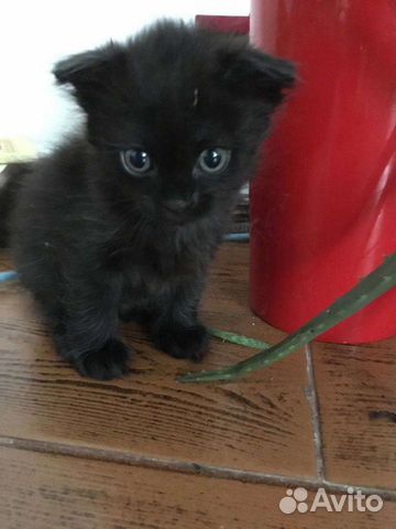 Кошечка вислоухая