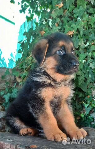 Немецкая овчарка супер щенок