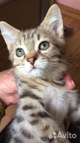 Малыш-котенок 2 мес