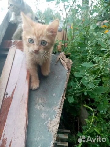 Отдам даром котёнка девочку