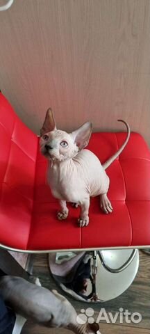 Канадский сфинкс