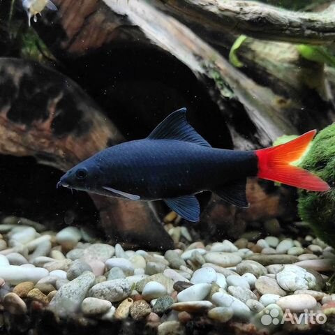Рыба лабео биколор