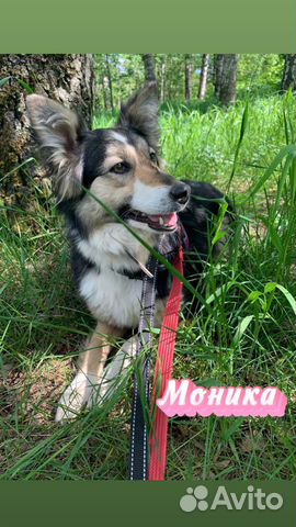 Маленькая собака Моника из приюта