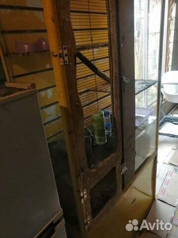 Семья шиншилл