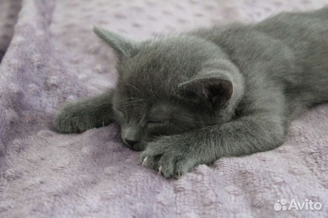 Котята бесплатно