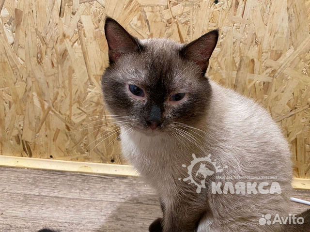 Котик Иннокентий ищет семью