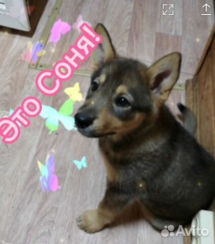 Собака в добрые руки щенок