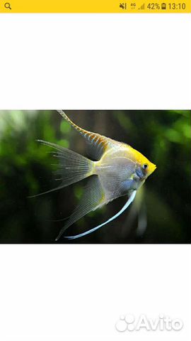 Скалярия и анцитрус золотистые в добрые руки