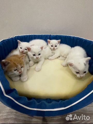 Котята в добрейшие руки