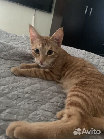 Котенок мальчик