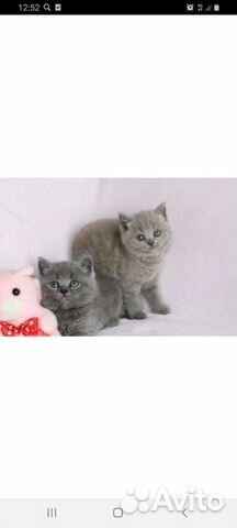 Котята скотиш страйт