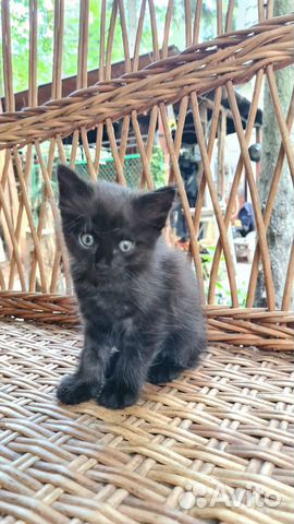 Кошка