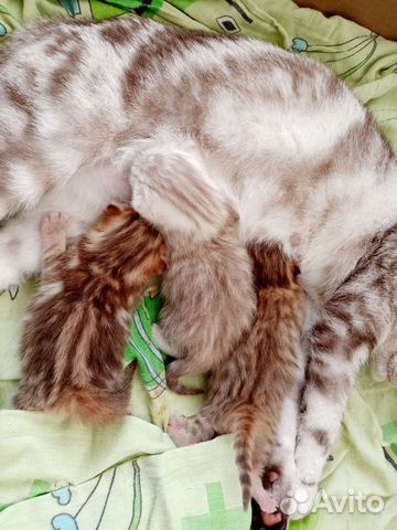 Pusheen cat