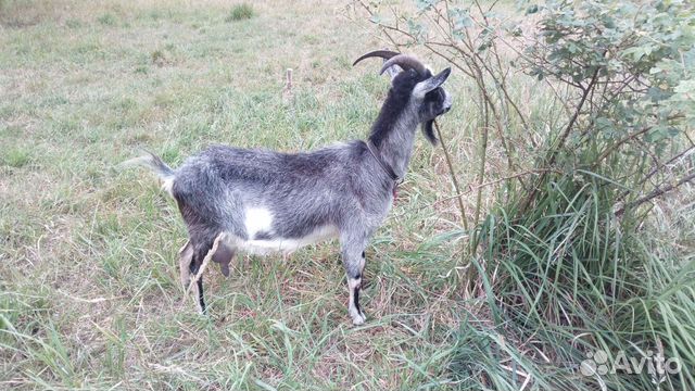 Коза дойная