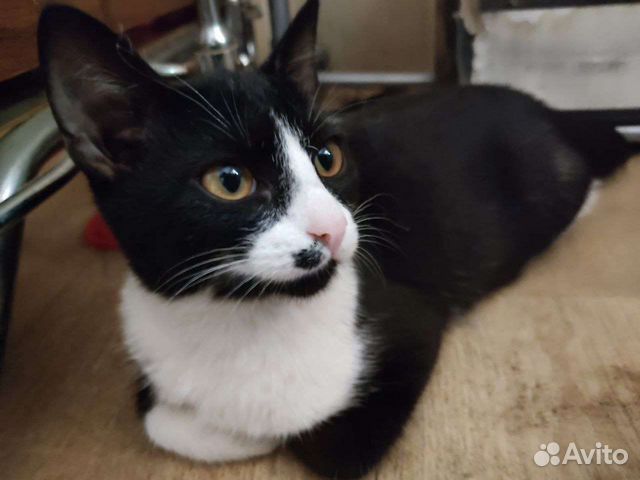 Кошка с очаровательной мушкой на удачу