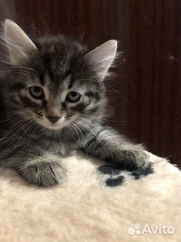 Котята сибирские