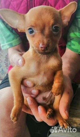 Той-терьер щенки