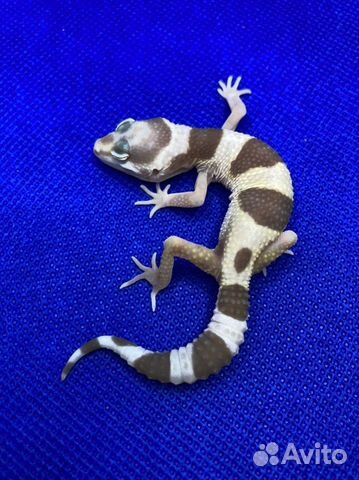 Эублефар msta het Eclipse