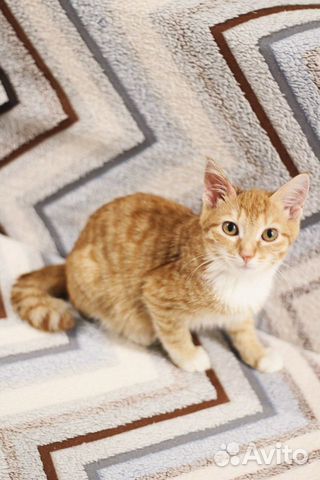 Котёнок Златочка