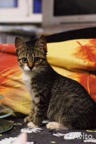 Киска Ванесса