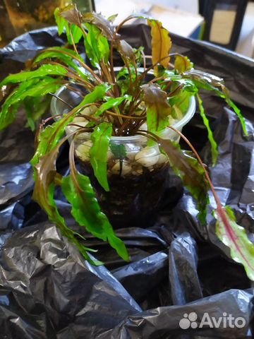 Криптокорина вендта Зеленая и Красная