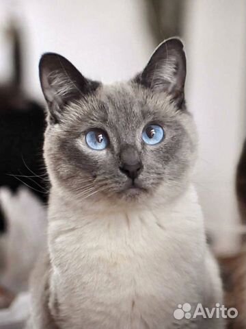 Тайский котенок блю поинт в дар