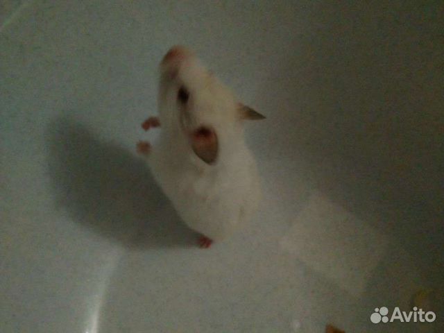 Хомяк сирийский девочка