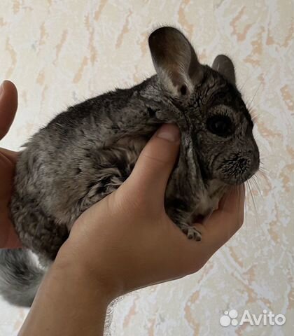 Шиншиллы в добрые руки