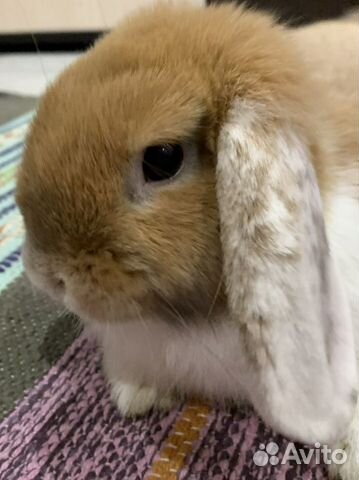 Ручной Карликовый Кролик Баранчик