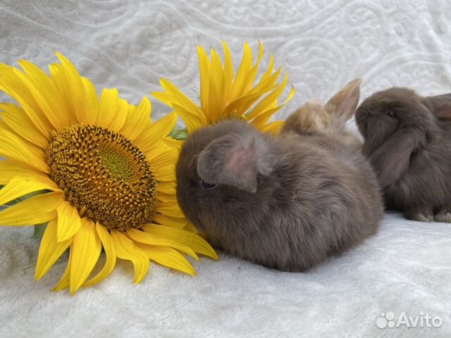 Кролики декоротивные