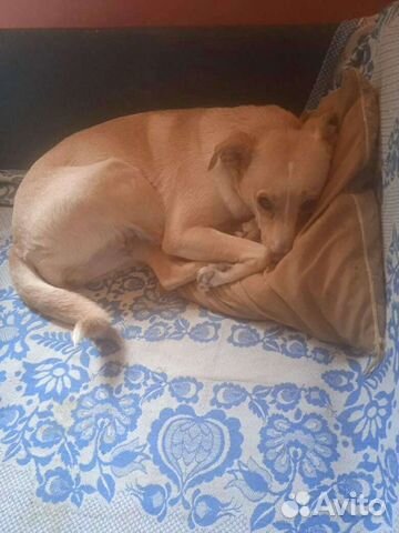 Ласковая и очень печальная собака по кличке Коко и