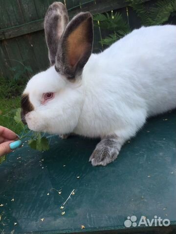 Калифорнийские кролики