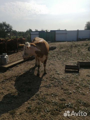 Телки стельные